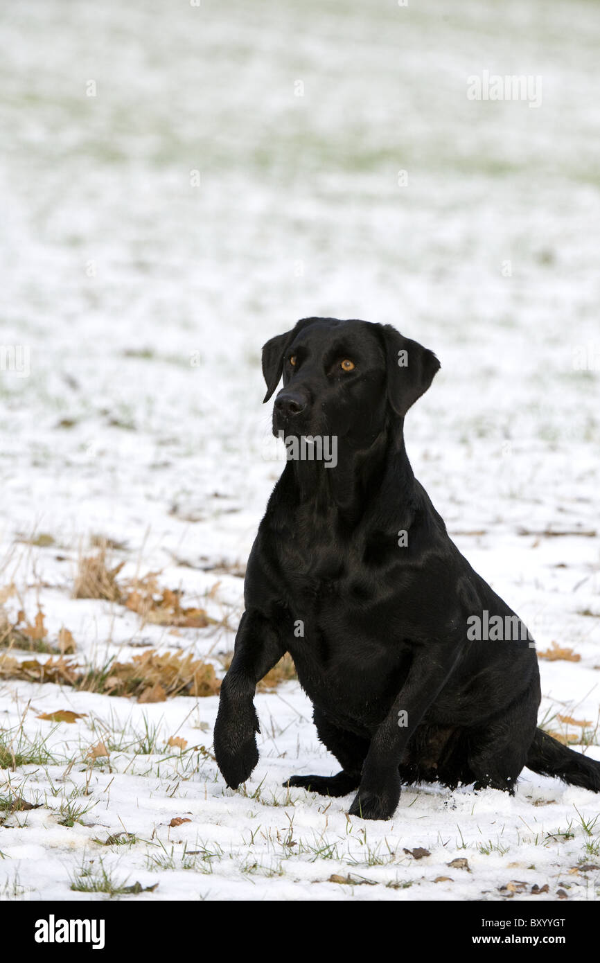 Black Labrador Retriever on a shoot day Stock Photo - Alamy
