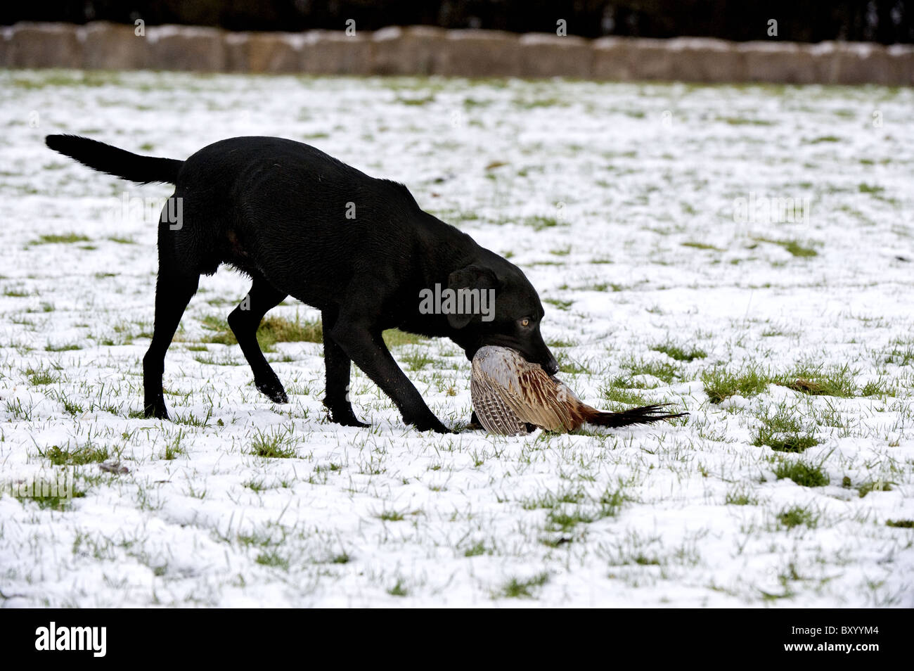 Labrador Retriever retrieving in snow on a shoot day Stock Photo - Alamy