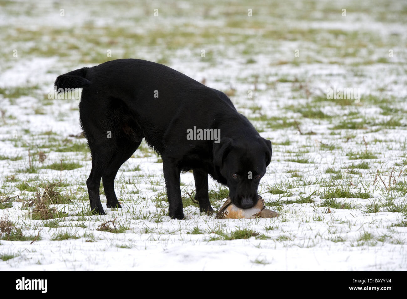 Labrador Retriever retrieving in snow on a shoot day Stock Photo - Alamy