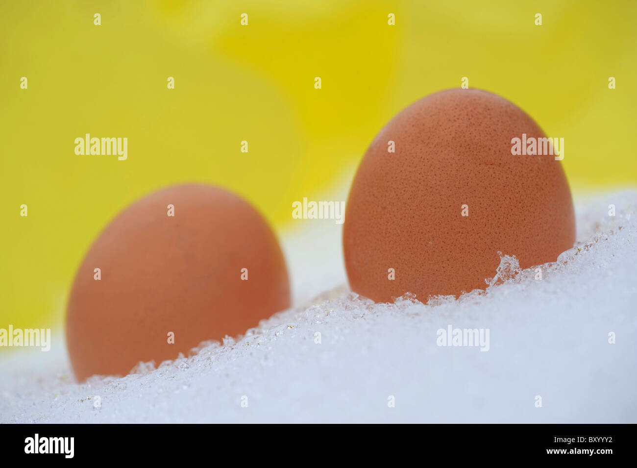 Eggs lying in the snow with yellow background Stock Photo - Alamy