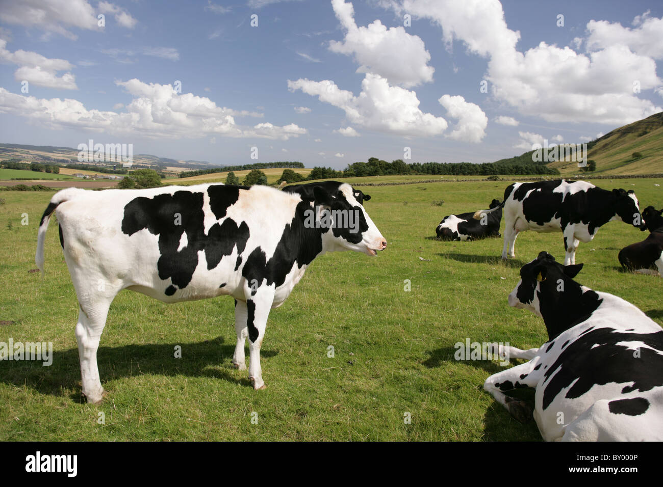 Friesian cattle hi-res stock photography and images - Alamy