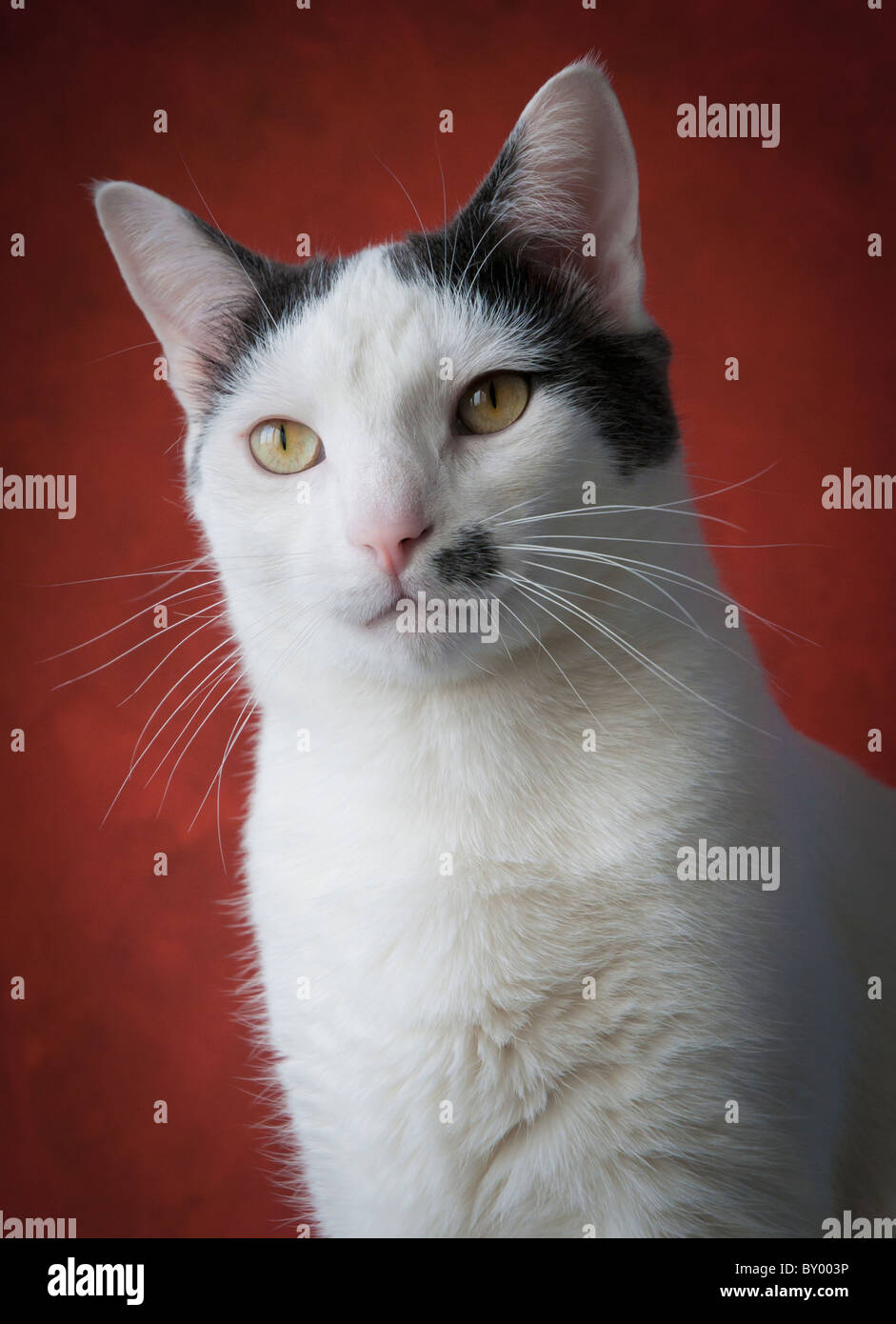 Portrait of cat Stock Photo - Alamy