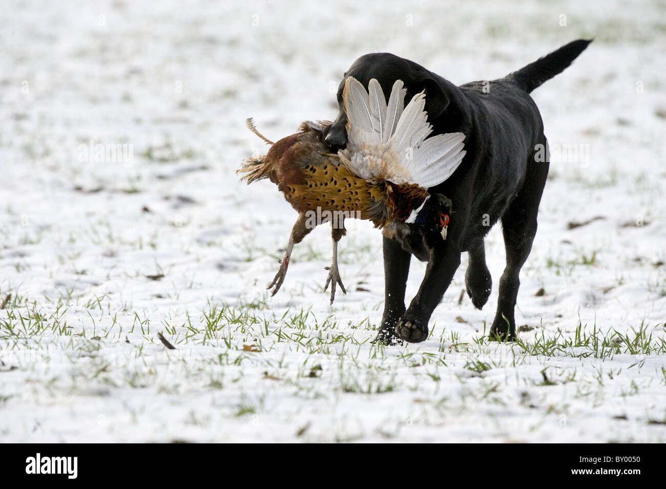 Labrador Retriever retrieving in snow on a shoot day Stock Photo - Alamy