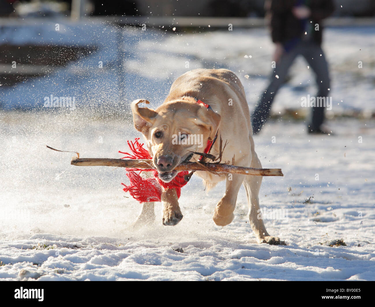 Labrador retrieving stick hi-res stock photography and images - Alamy
