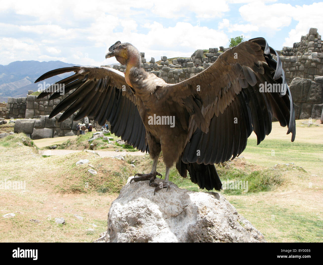 condor in peru, close-up of condor Stock Photo - Alamy