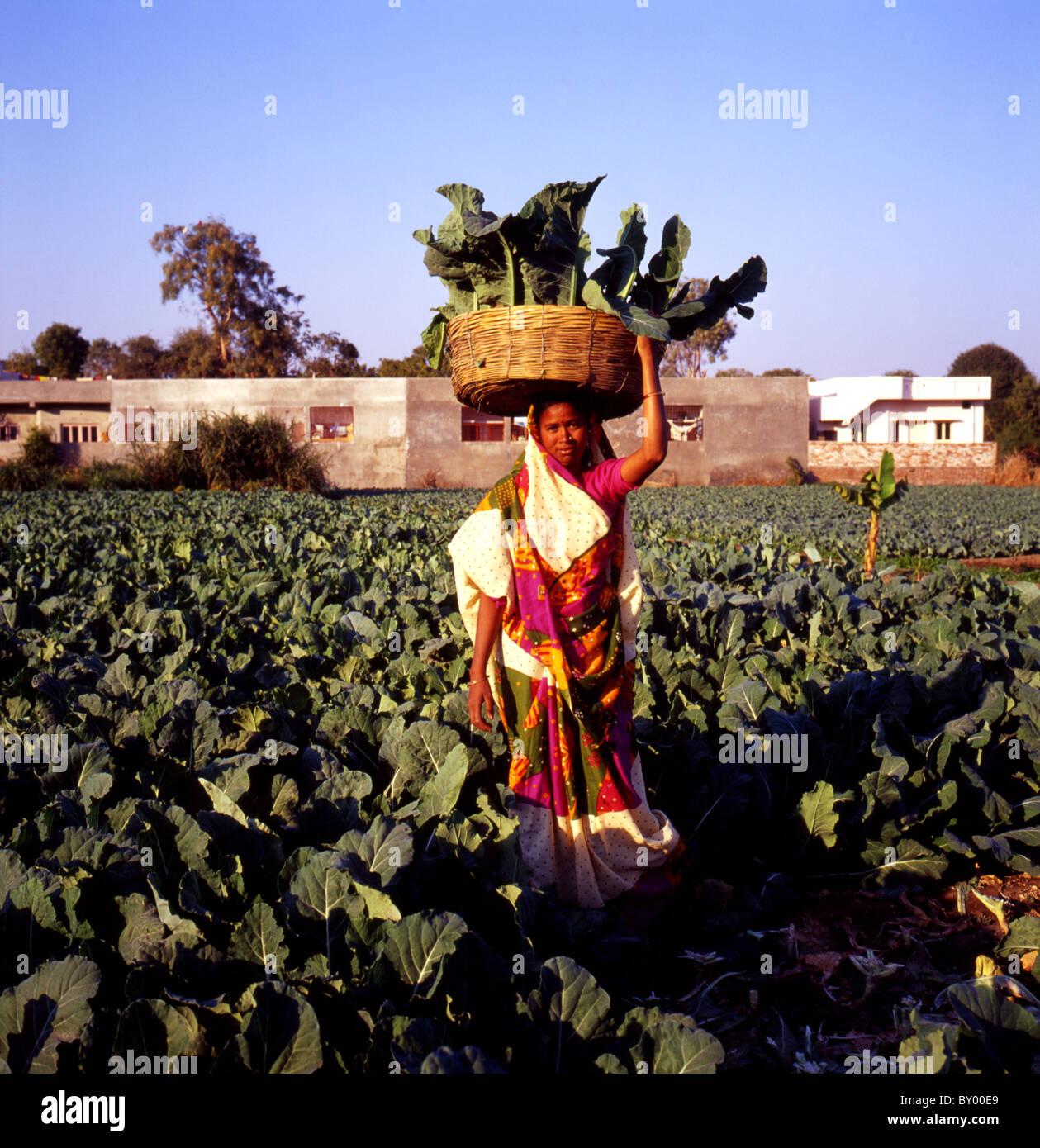 A indian woman collecting cabbage in India Stock Photo - Alamy