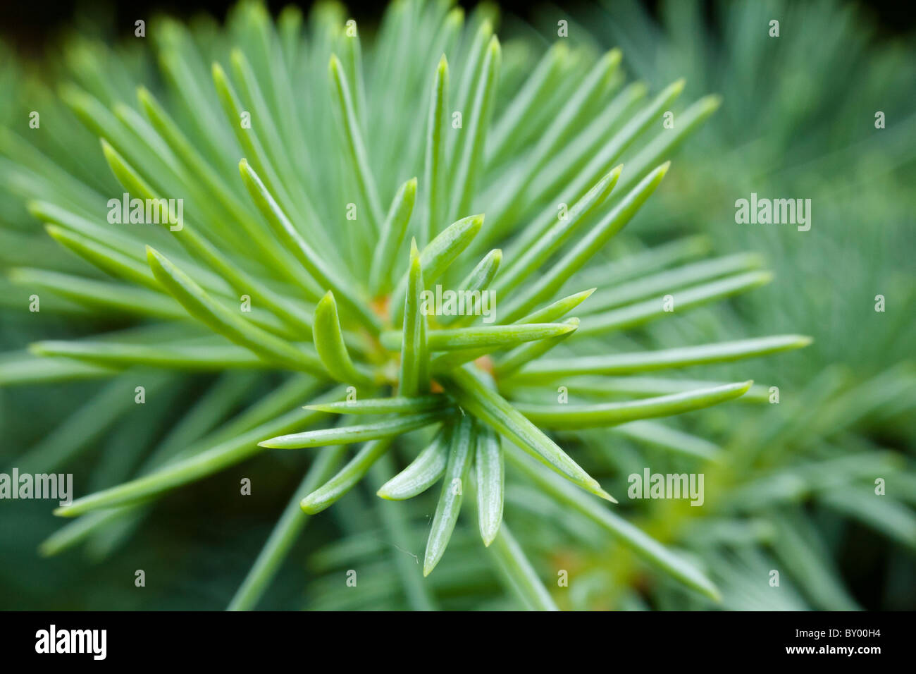 Close-up of the end of a fir tree branch showing the arrangement of ...