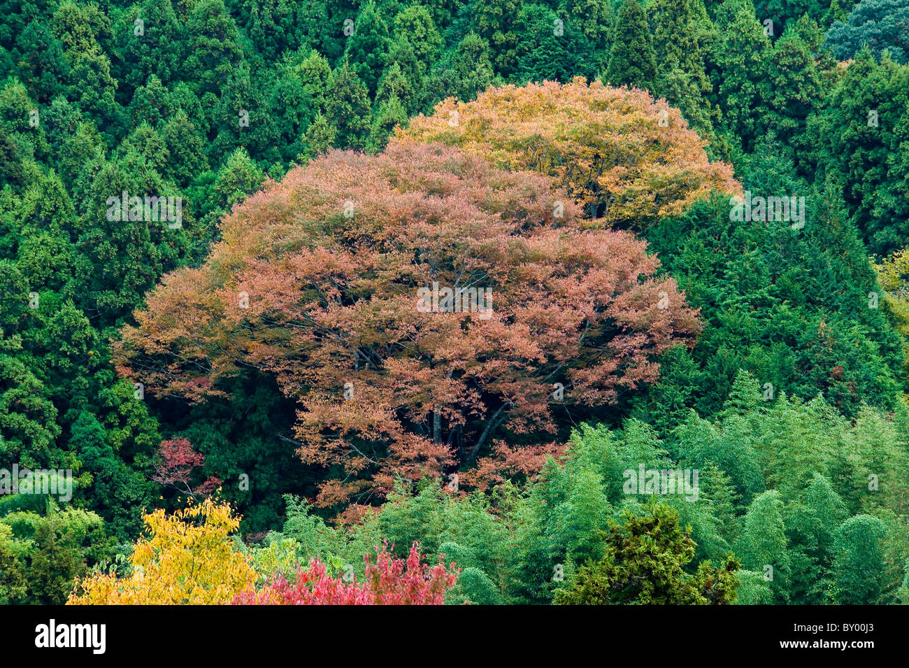 Trees in autumn, Korankei Gorge, Asuke district in Toyota city, Aichi ...
