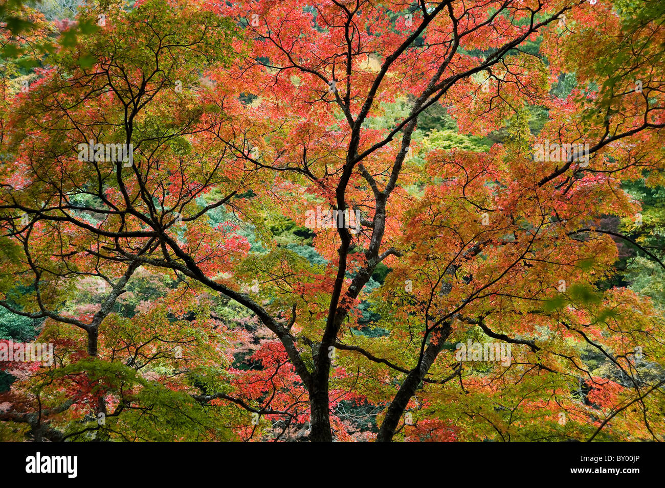 Trees in autumn, Korankei Gorge, Asuke district in Toyota city, Aichi ...