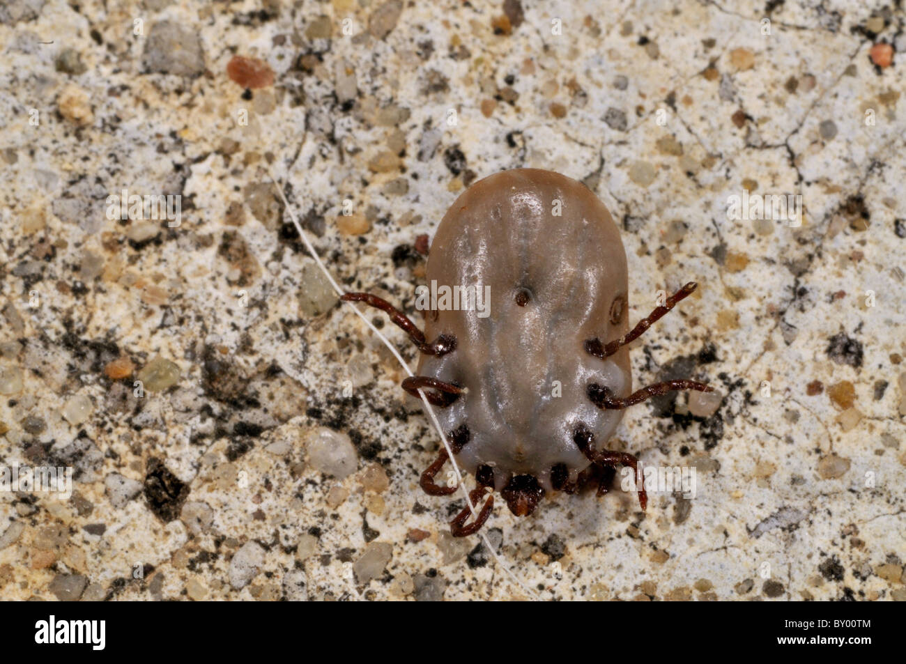 Brown dog tick hi-res stock photography and images - Alamy