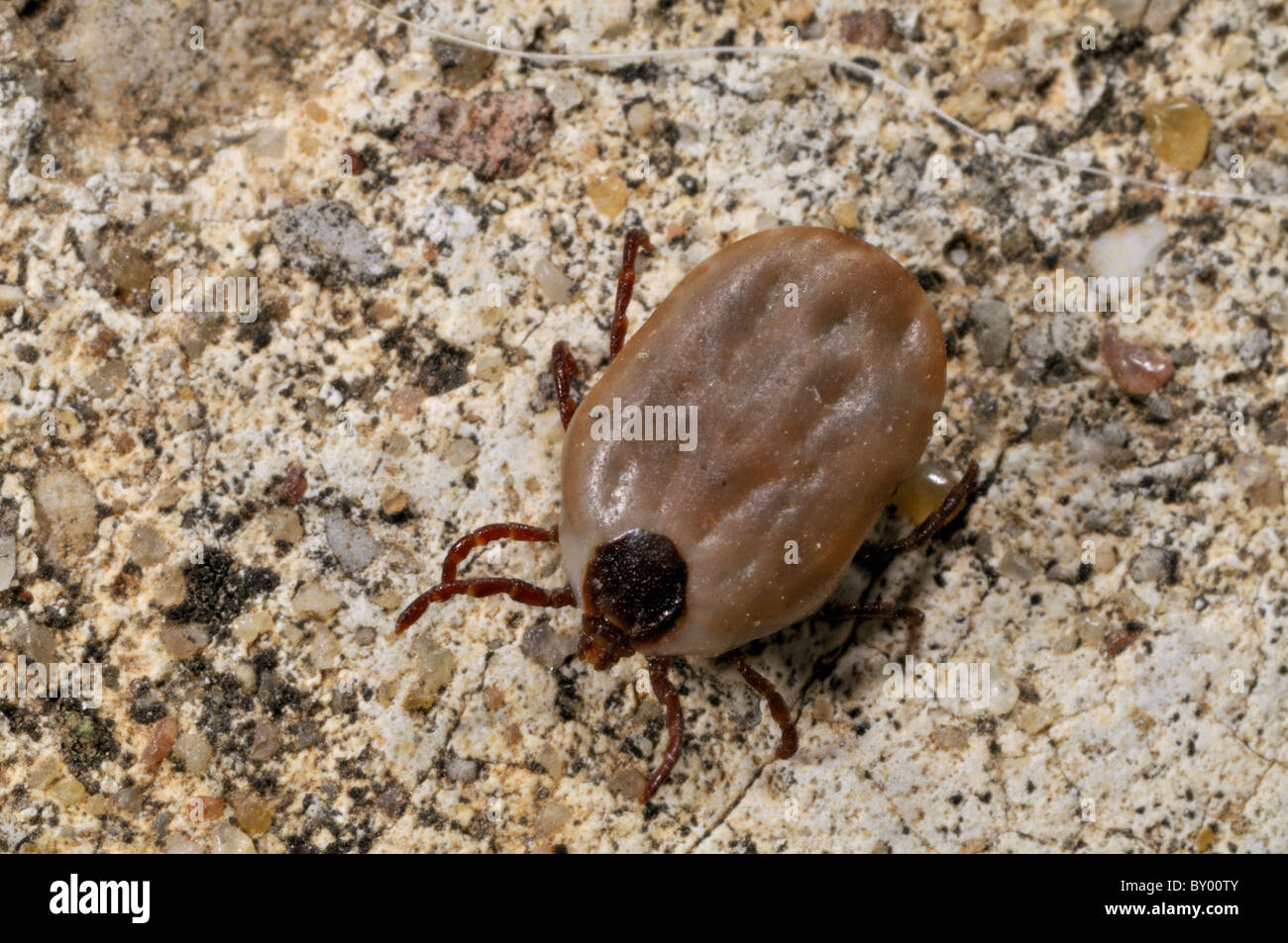 Brown dog tick (Rhipicephalus sanguineus) on stone in summer Stock ...