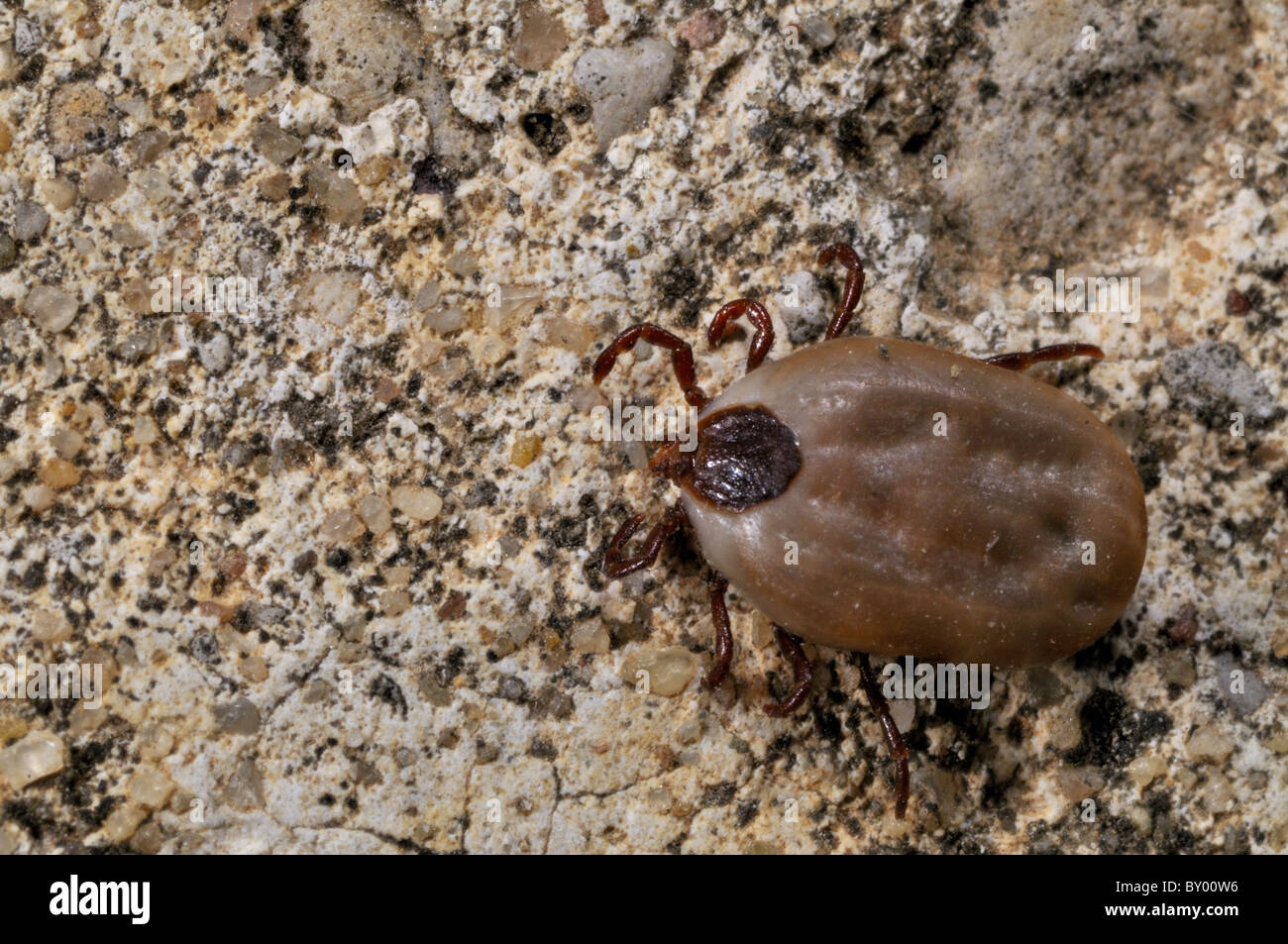 Brown dog tick (Rhipicephalus sanguineus) on stone in summer Stock ...