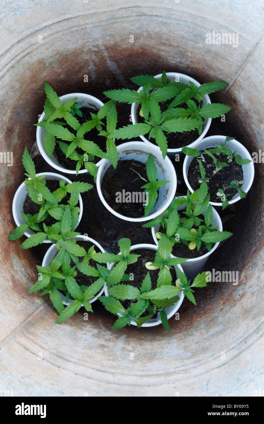 Young Cannabis plants in white plastic cups inside old steel bucket ...