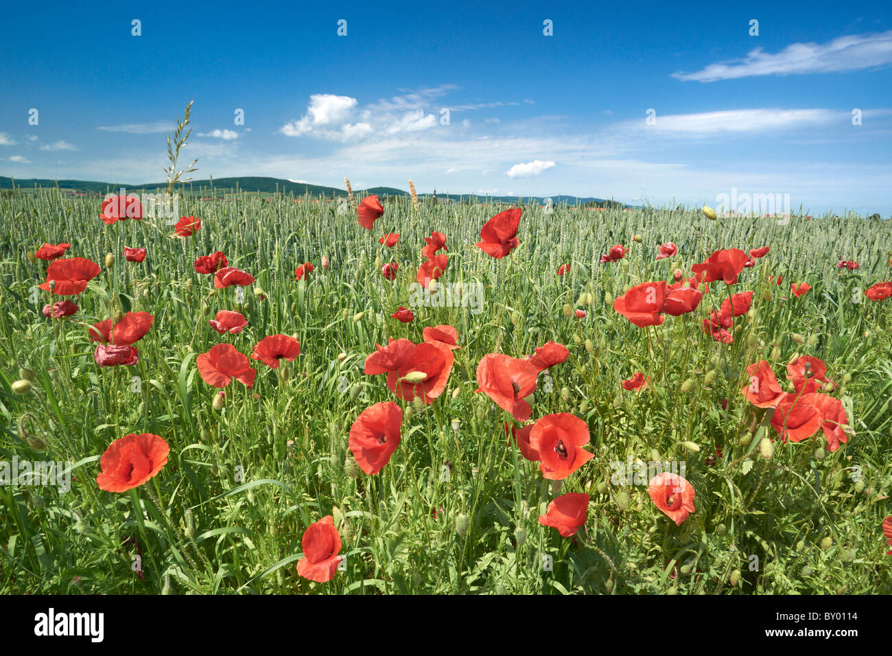 Meadow with poppies, Poland Stock Photo - Alamy