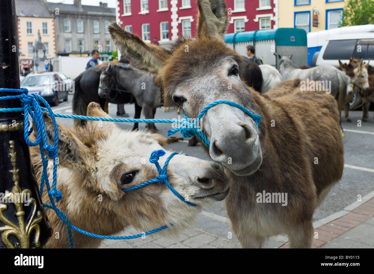 Horse fair in market square in Kilrush, Co. Clare, Ireland. Traditional ...