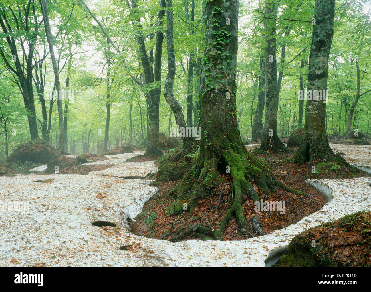 Primeval landscape hi-res stock photography and images - Alamy