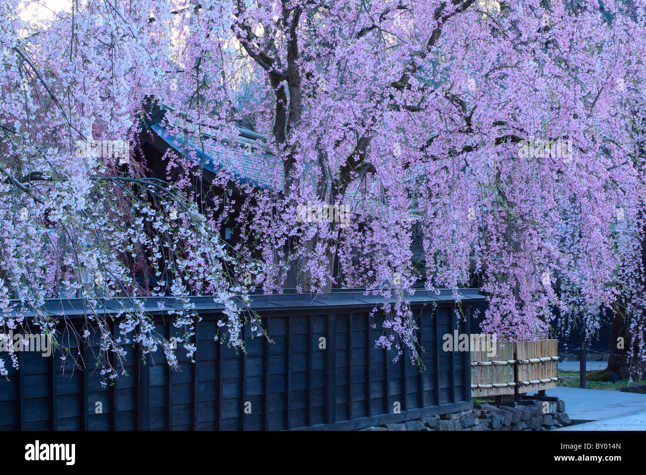 Shidarezakura of Kakunodate, Senboku, Akita, Japan Stock Photo - Alamy