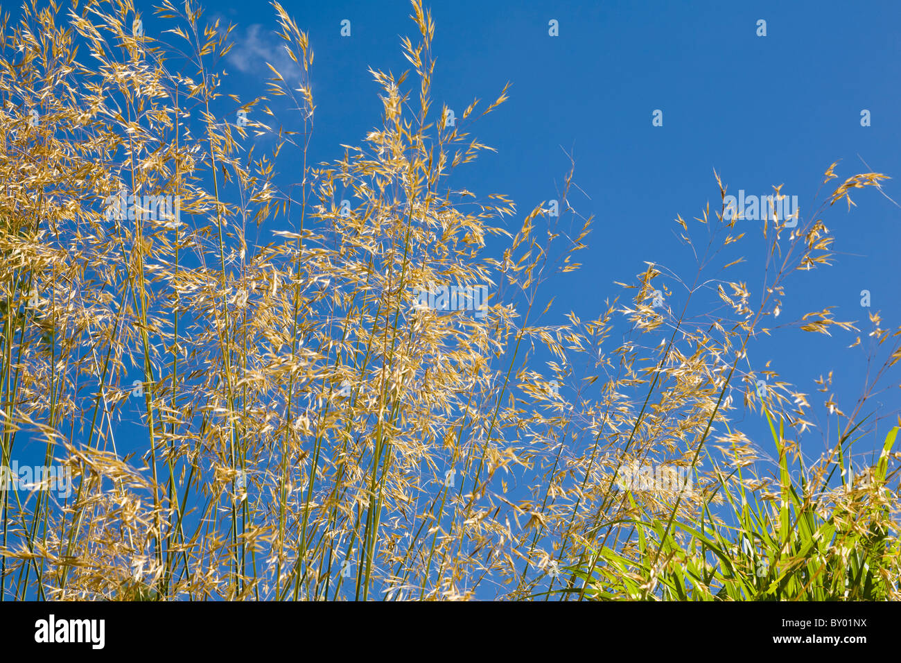 Stipa gigantea uk hi-res stock photography and images - Alamy
