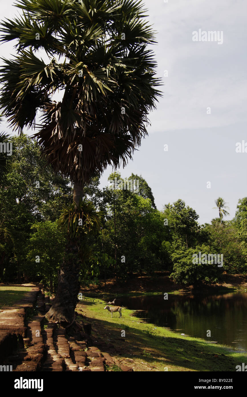 The Bakong, a temple of the early Roluos temple group in Siem Reap ...