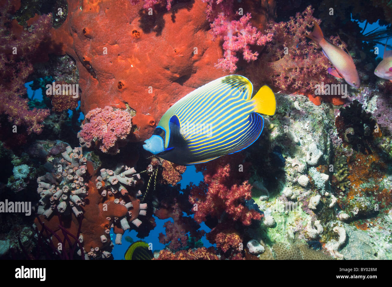 Emperor angelfish (Pomacanthus imperator) swimming past soft coral and ...