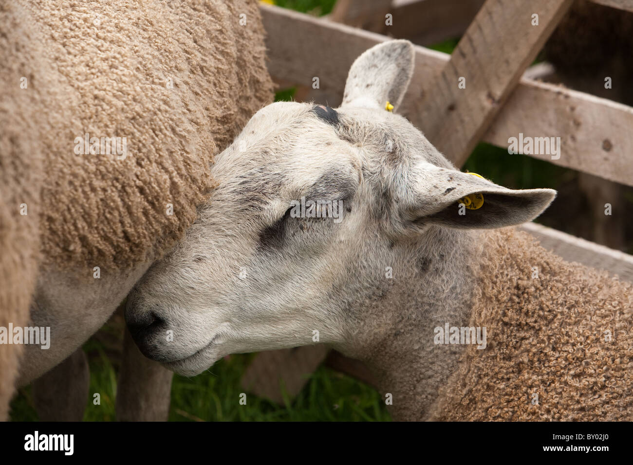 Blue Faced Leister Sheep Stock Photo - Alamy