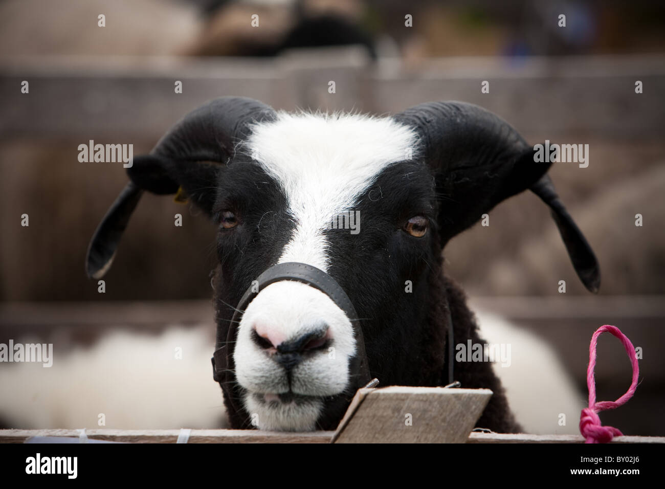 Jacob sheep uk hi-res stock photography and images - Alamy