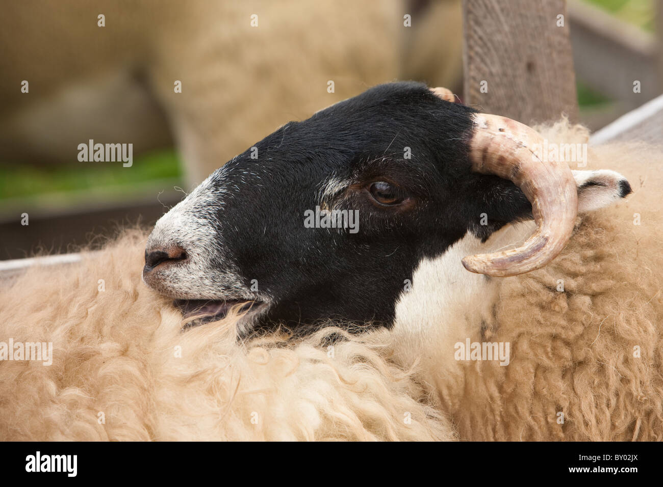 Agracultural farming sheep hi-res stock photography and images - Alamy