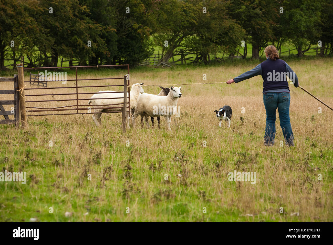 Agracultural farming sheep hi-res stock photography and images - Alamy