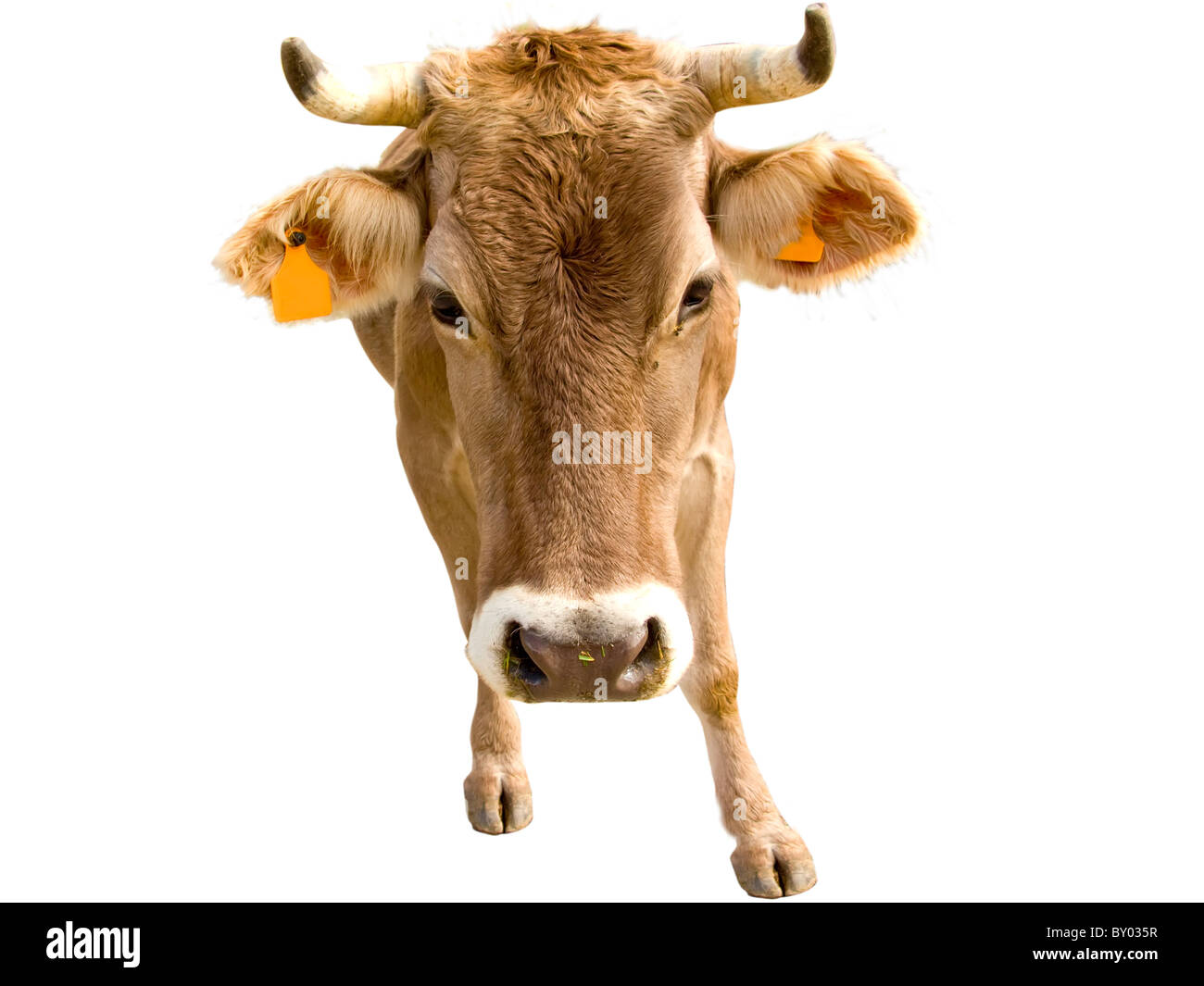 Cow close up portrait, isolated in white background Stock Photo - Alamy