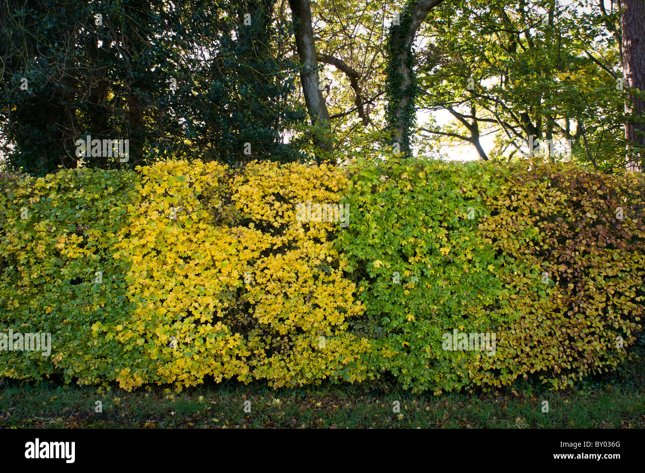 Multi coloured autumnal hedge Stock Photo - Alamy