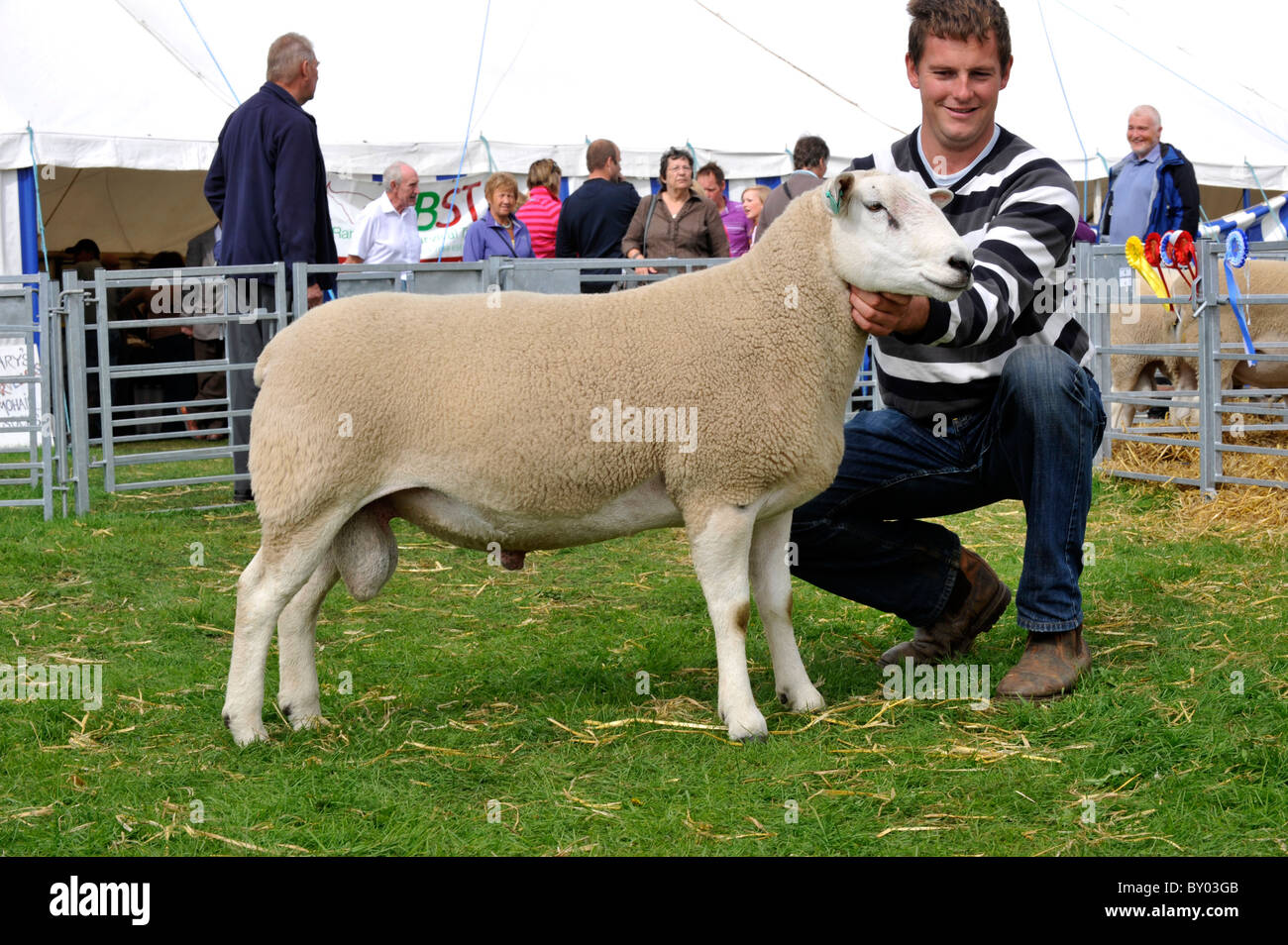 Lleyn sheep hi-res stock photography and images - Alamy