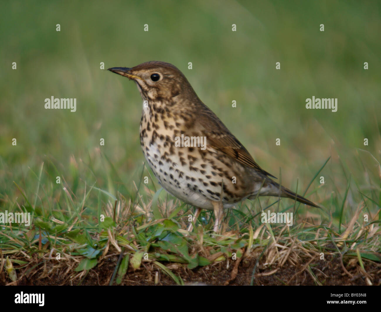 Song thrush bird uk hi-res stock photography and images - Alamy