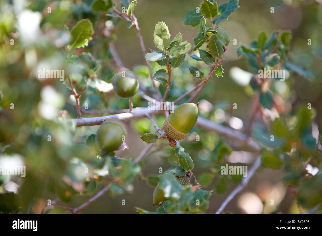 Acorns growing on oak tree hi-res stock photography and images - Alamy