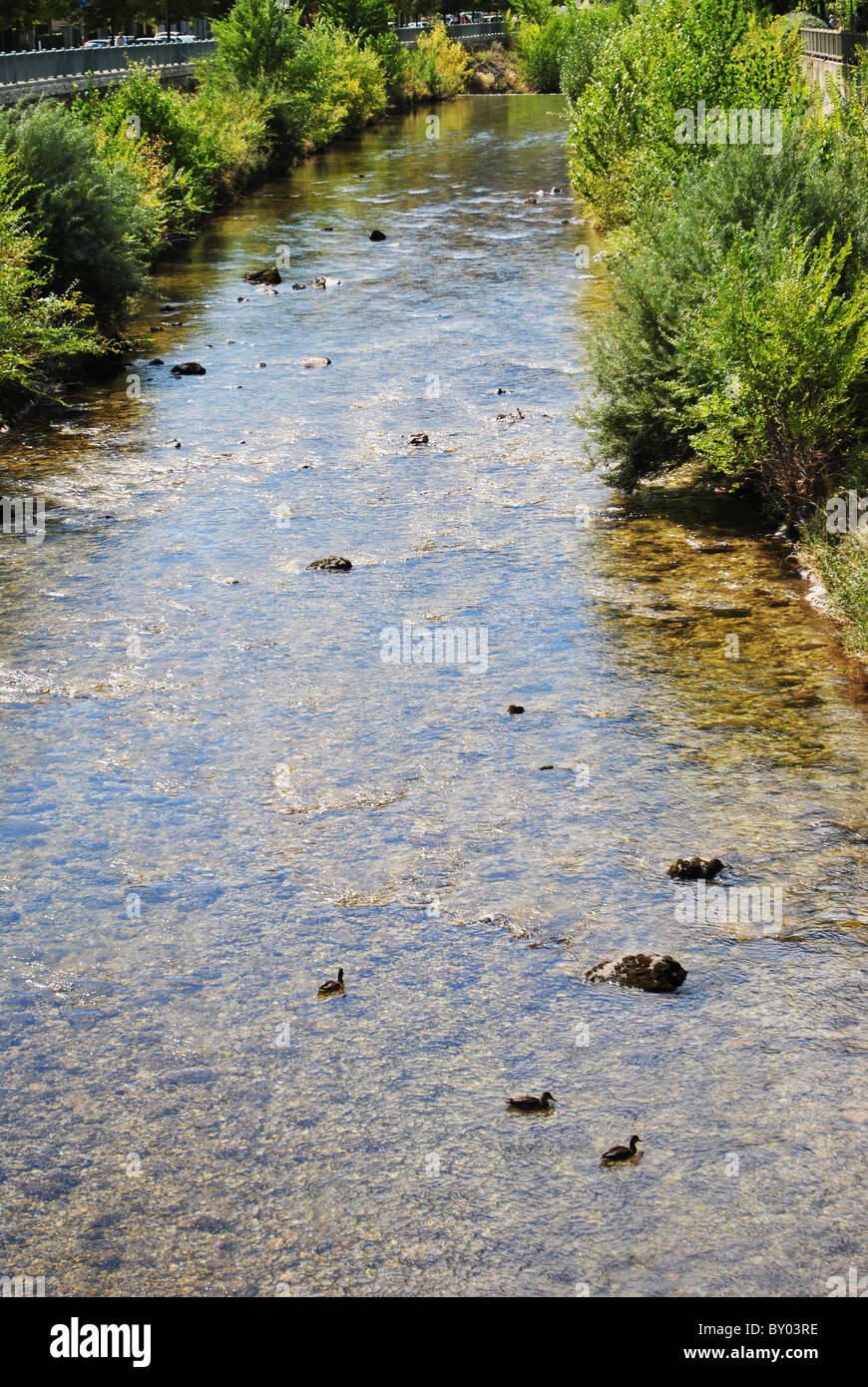 River surrounded by trees and shrubs Stock Photo - Alamy