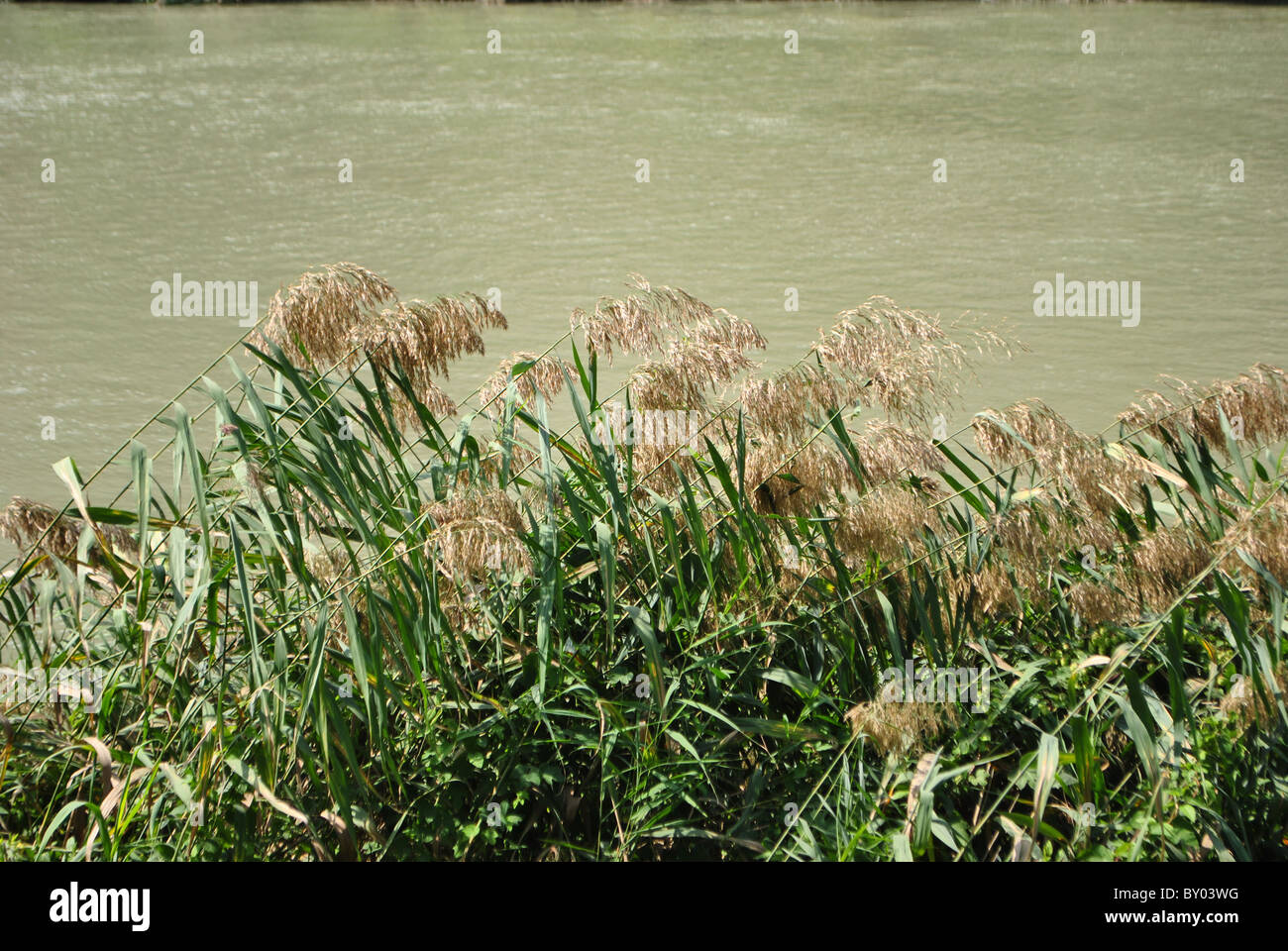 reeds at the river Stock Photo - Alamy