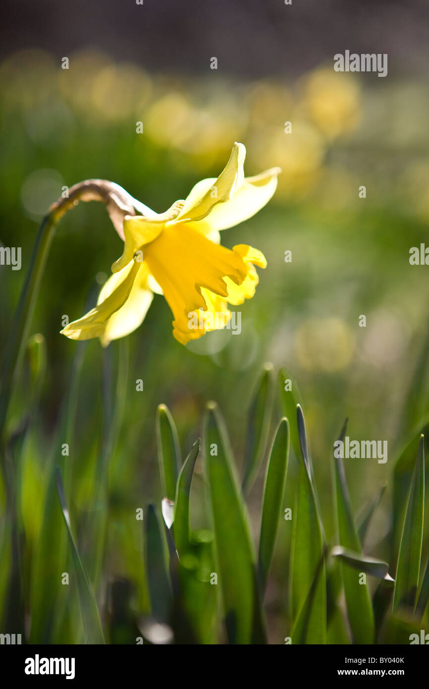 A yellow daffodil, side view Stock Photo - Alamy