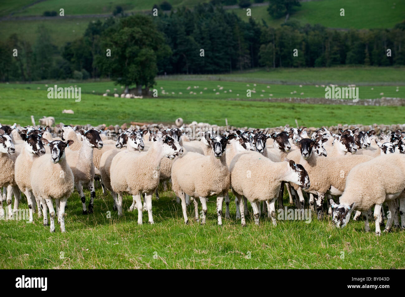 Mule sheep hi-res stock photography and images - Alamy
