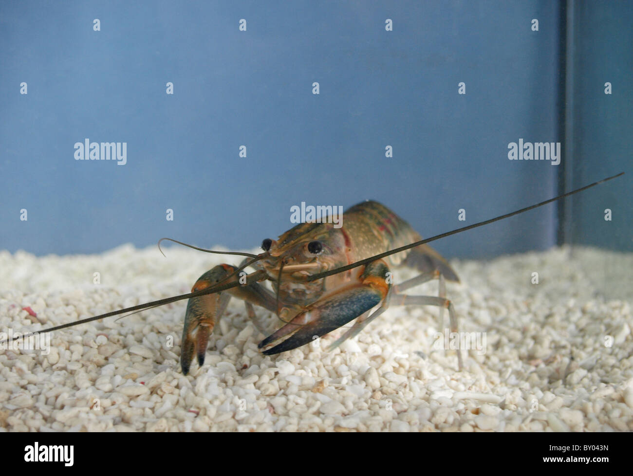 Blue lobster hi-res stock photography and images - Alamy