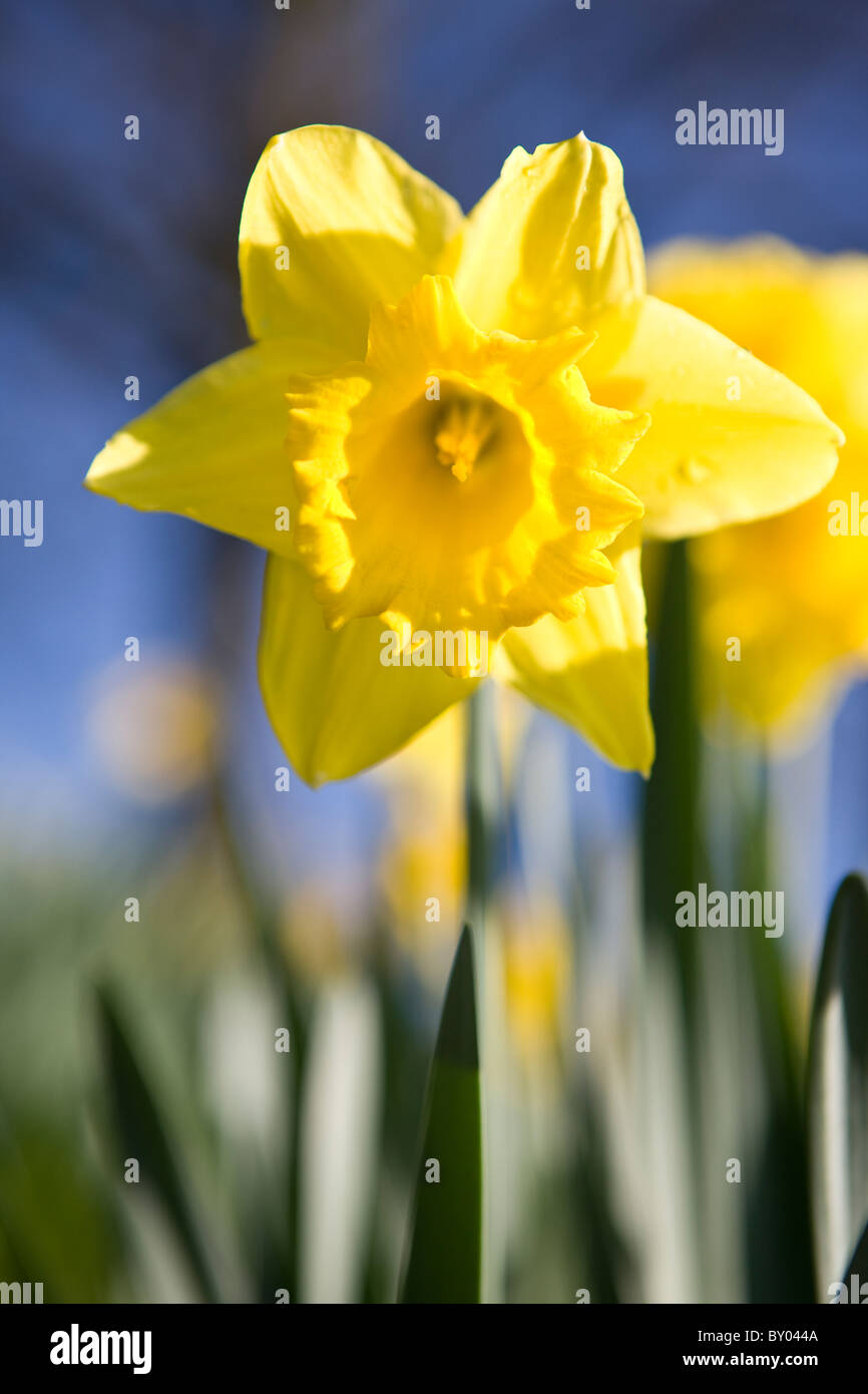 A yellow daffodil, close up Stock Photo - Alamy