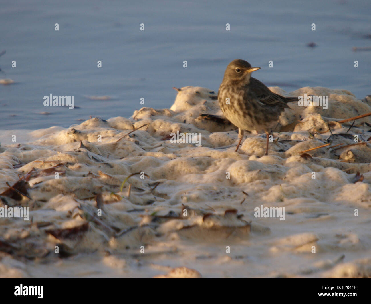 Tide mark hi-res stock photography and images - Alamy