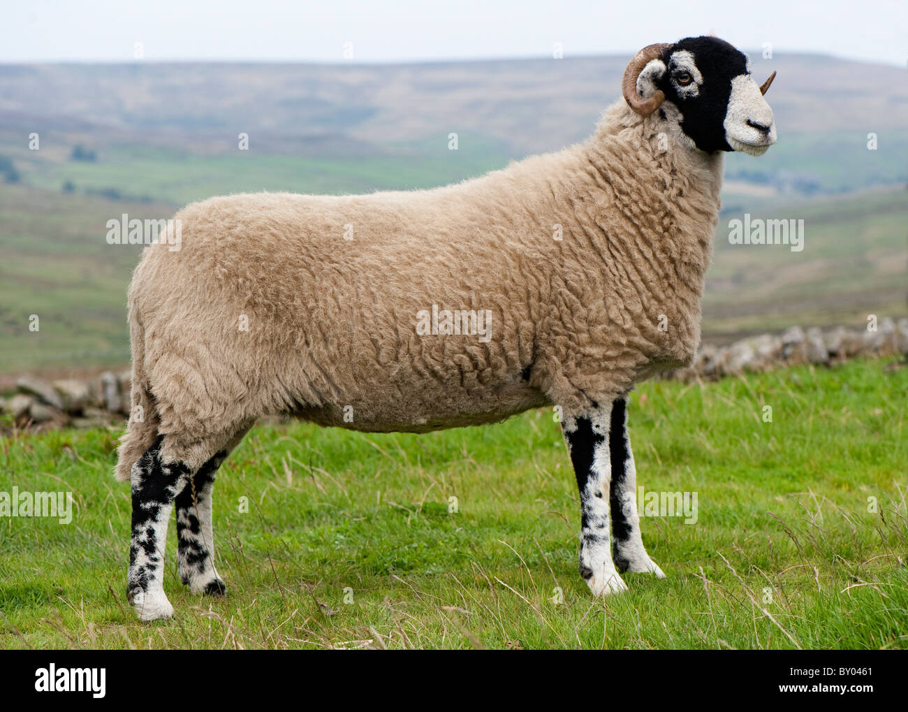 Swaledale ewe standing on moorland Stock Photo - Alamy