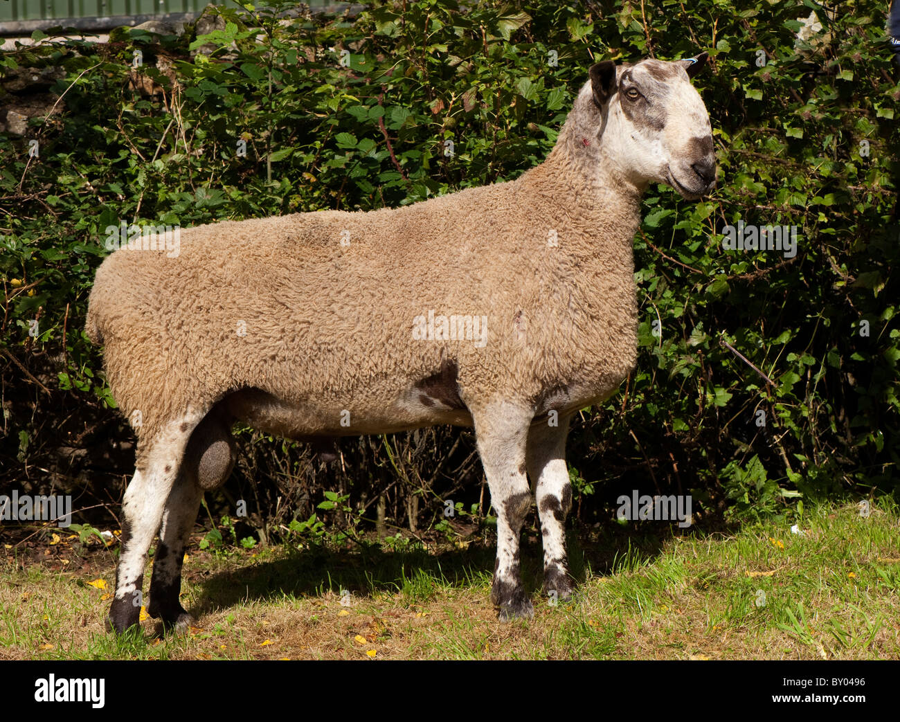 Blue Faced Leicester ram Stock Photo - Alamy