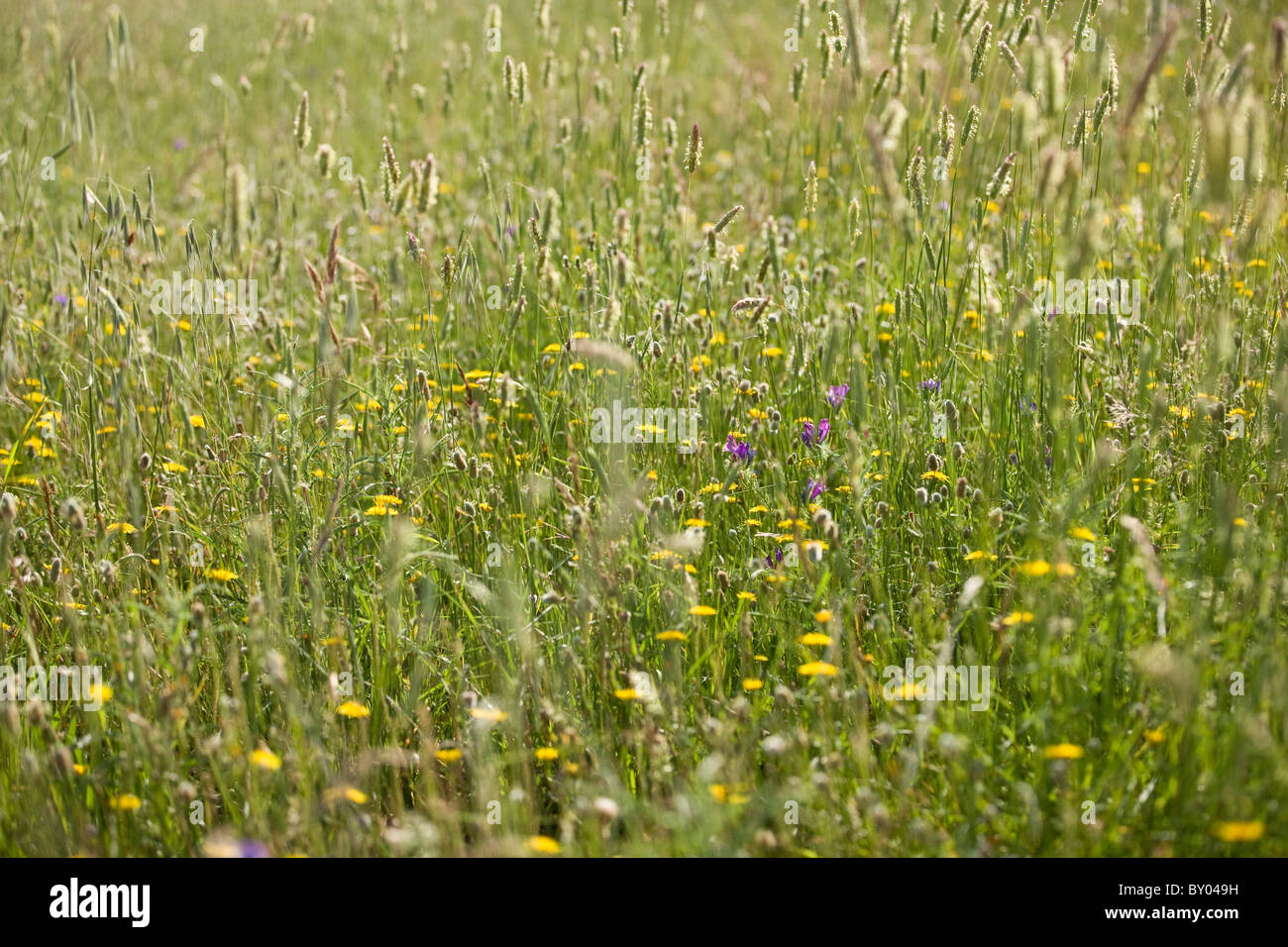 Meadow flowers and grasses hi-res stock photography and images - Alamy