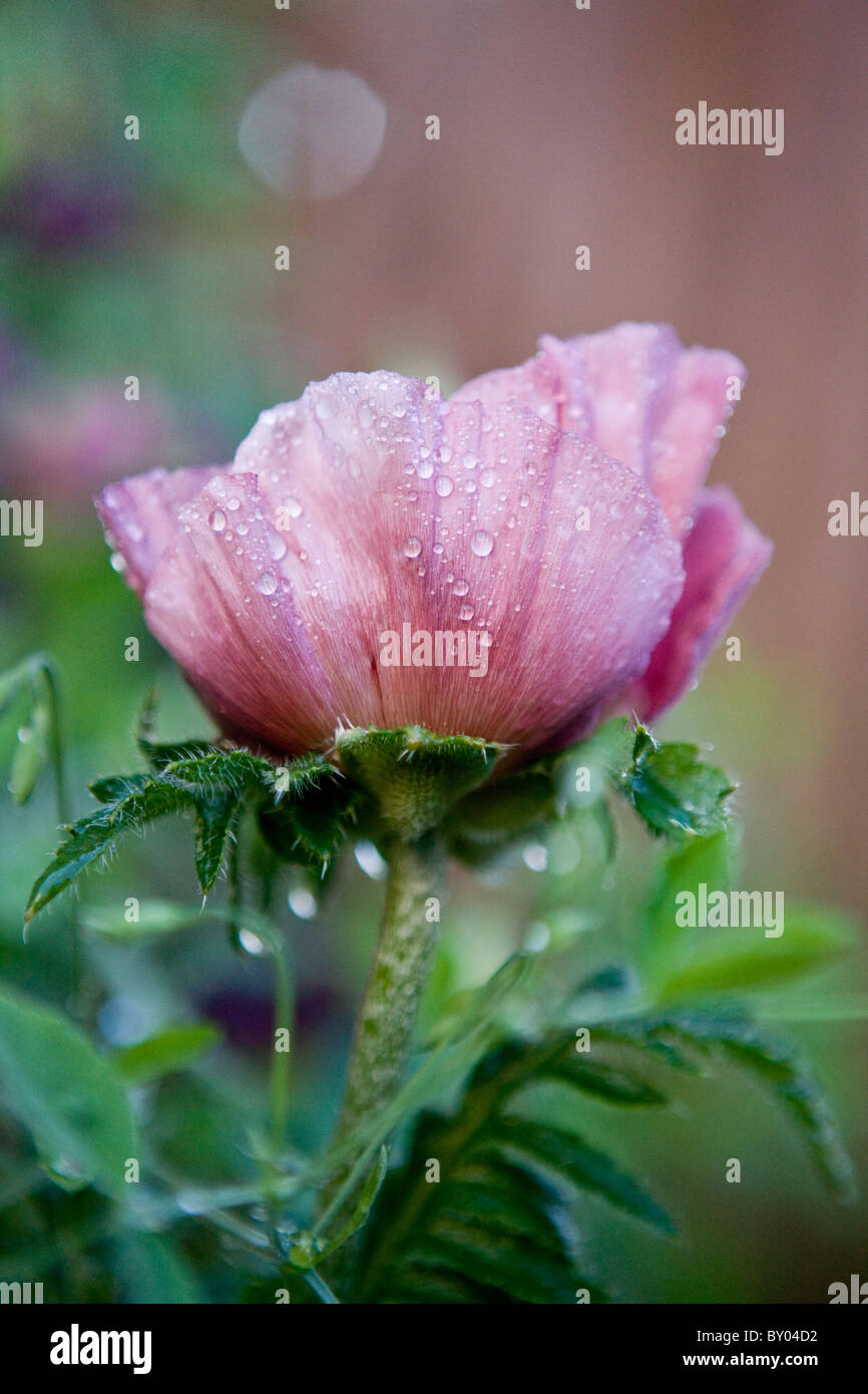 A purple Oriental poppy flower, covered in dew drops Stock Photo - Alamy