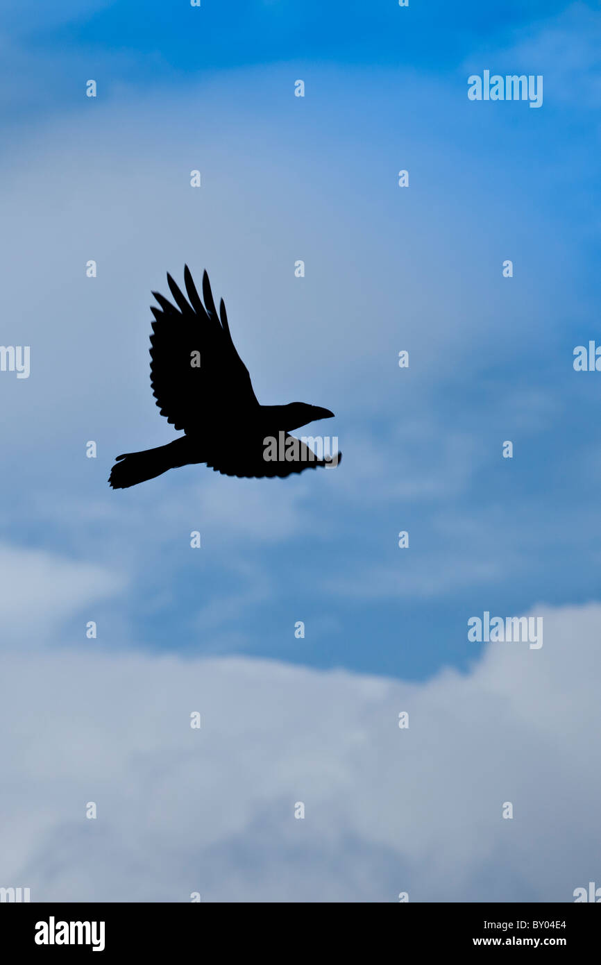 Common raven in full flight hi-res stock photography and images - Alamy