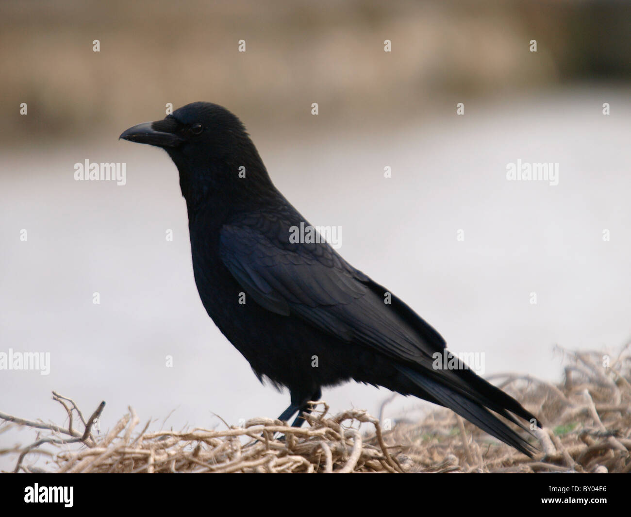 Carrion Crow, Corvus corone corone, UK Stock Photo - Alamy