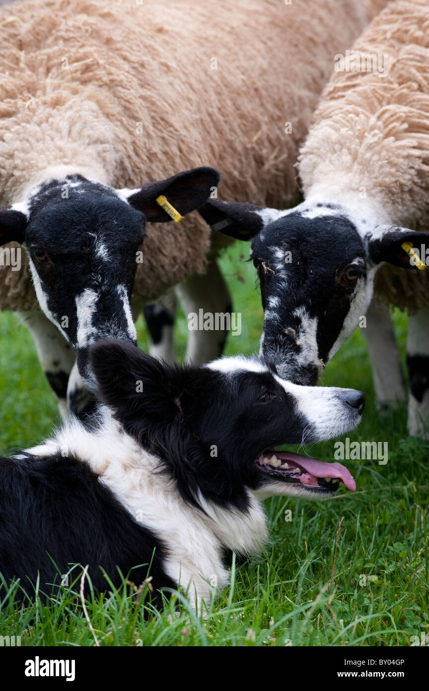 Sheepdog with sheep hi-res stock photography and images - Alamy