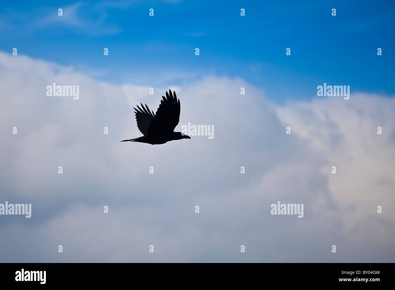 Common raven in full flight hi-res stock photography and images - Alamy