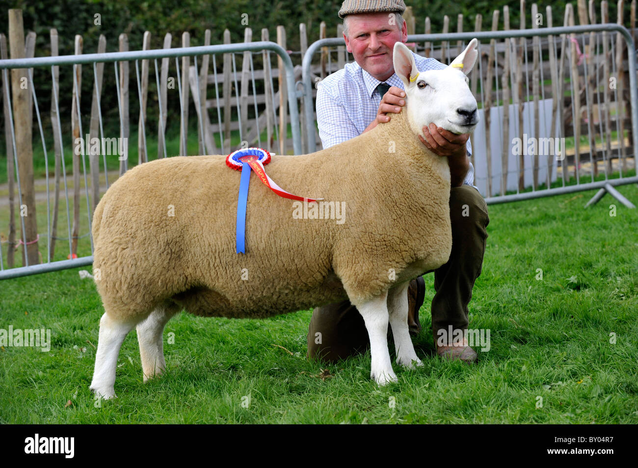 Cheviot ewe hi-res stock photography and images - Alamy