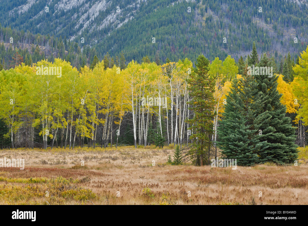Autumn aspens (populus tremuloides) in Banff National Park, Alberta ...